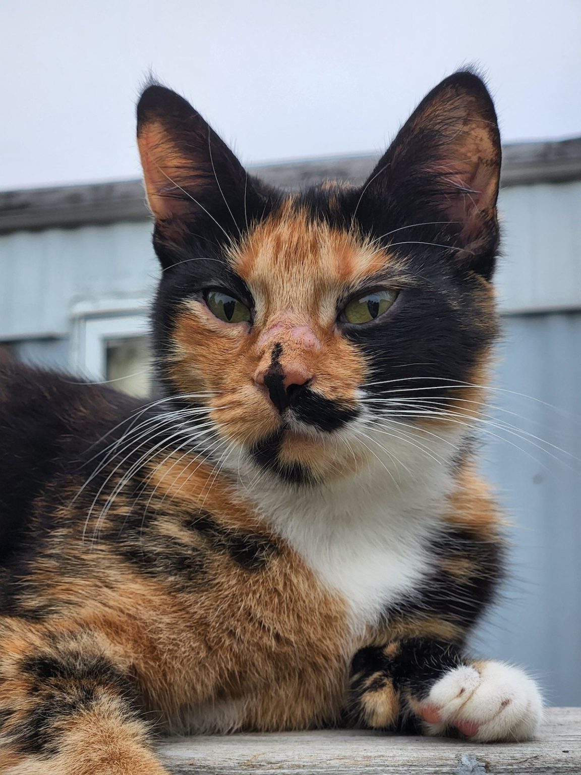 Local advocates emphasize the ‘community’ in community cat programs ...